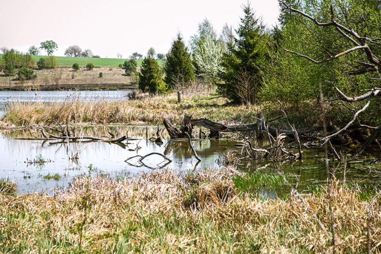Wetland Mitigation Banking Pros And Cons: A Closer Look
